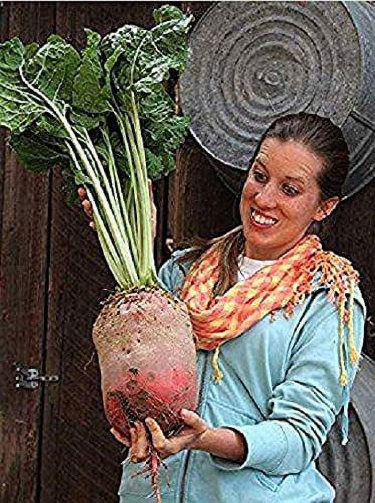 CZ Grain Mammoth Mangel Beet Seeds 50 Count Plant Seeds - Walmart.com