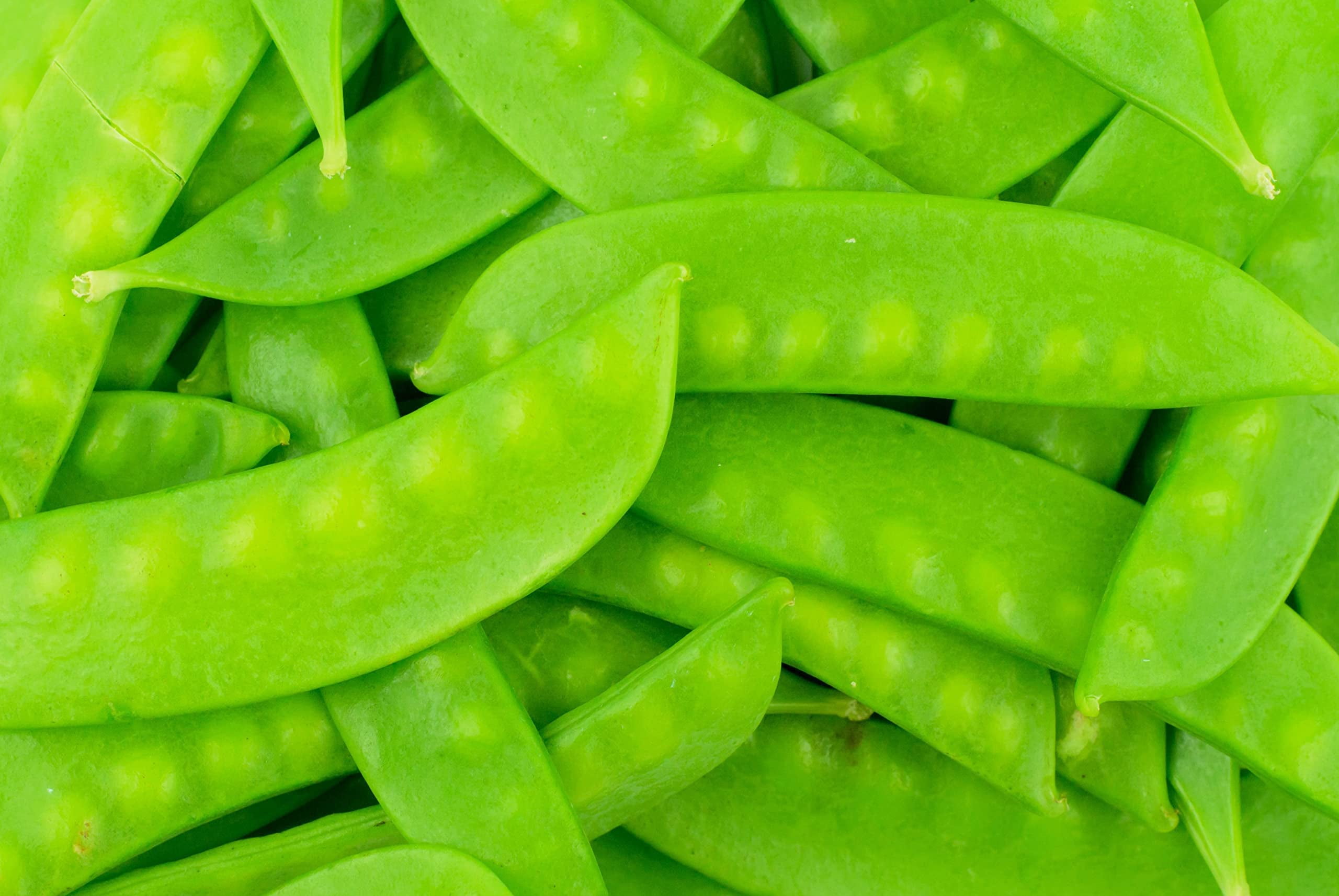 Mammoth Melting Sugar Pod Snow Pea Garden Seeds - 100 Seeds ~ Non-GMO ...