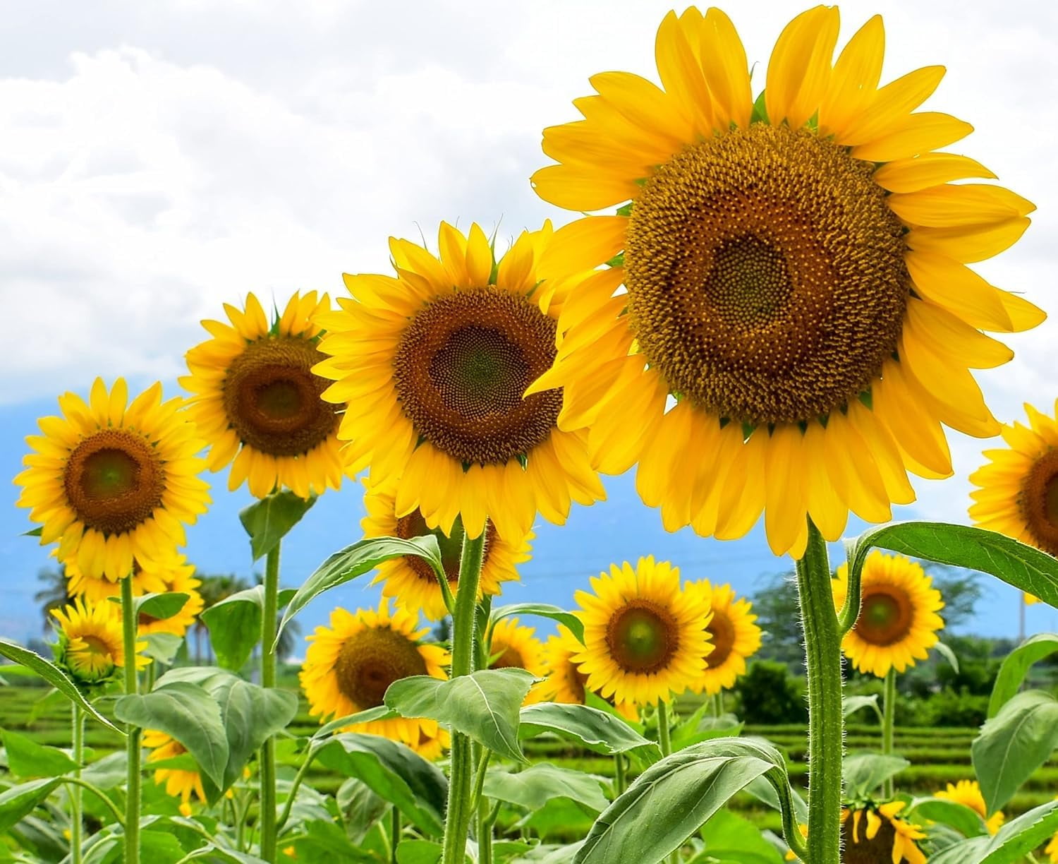 Giant Sunflower Seeds For Planting