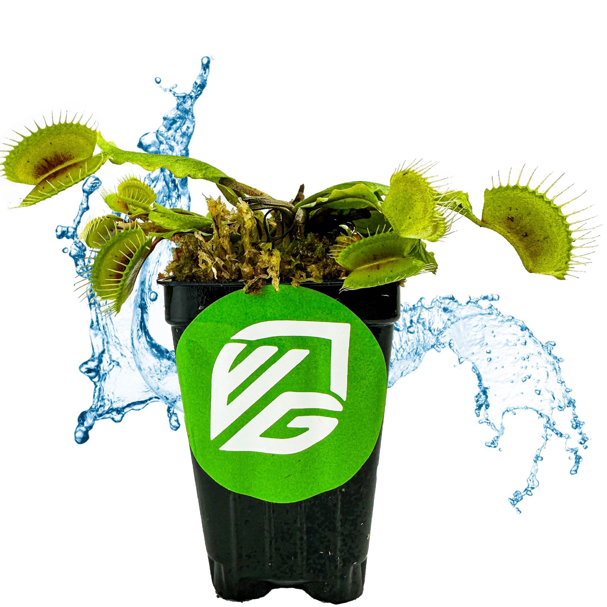 Mammoth Venus Fly Trap - Dionaea muscipula - Walmart.com