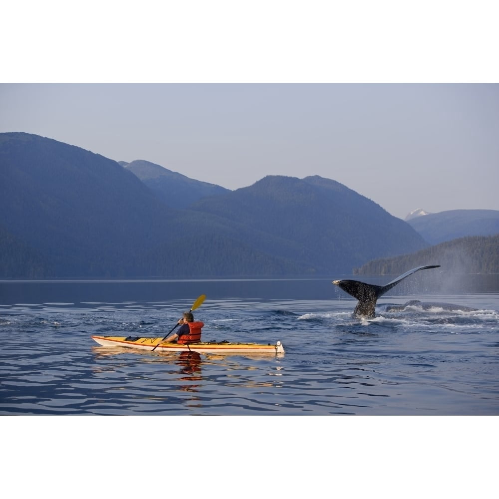 Man Sea Kayaking Near Swimming Pod Of Humpback Whales Inside Passage ...