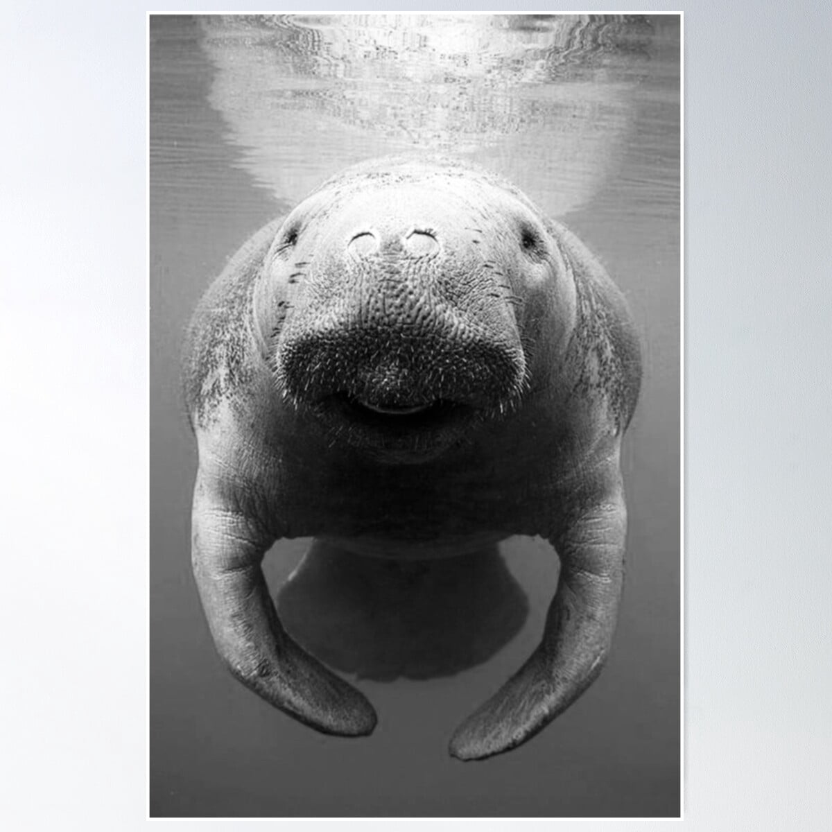 Manatee In Black And White Poster Wall Art, Modern Wall Decor For ...