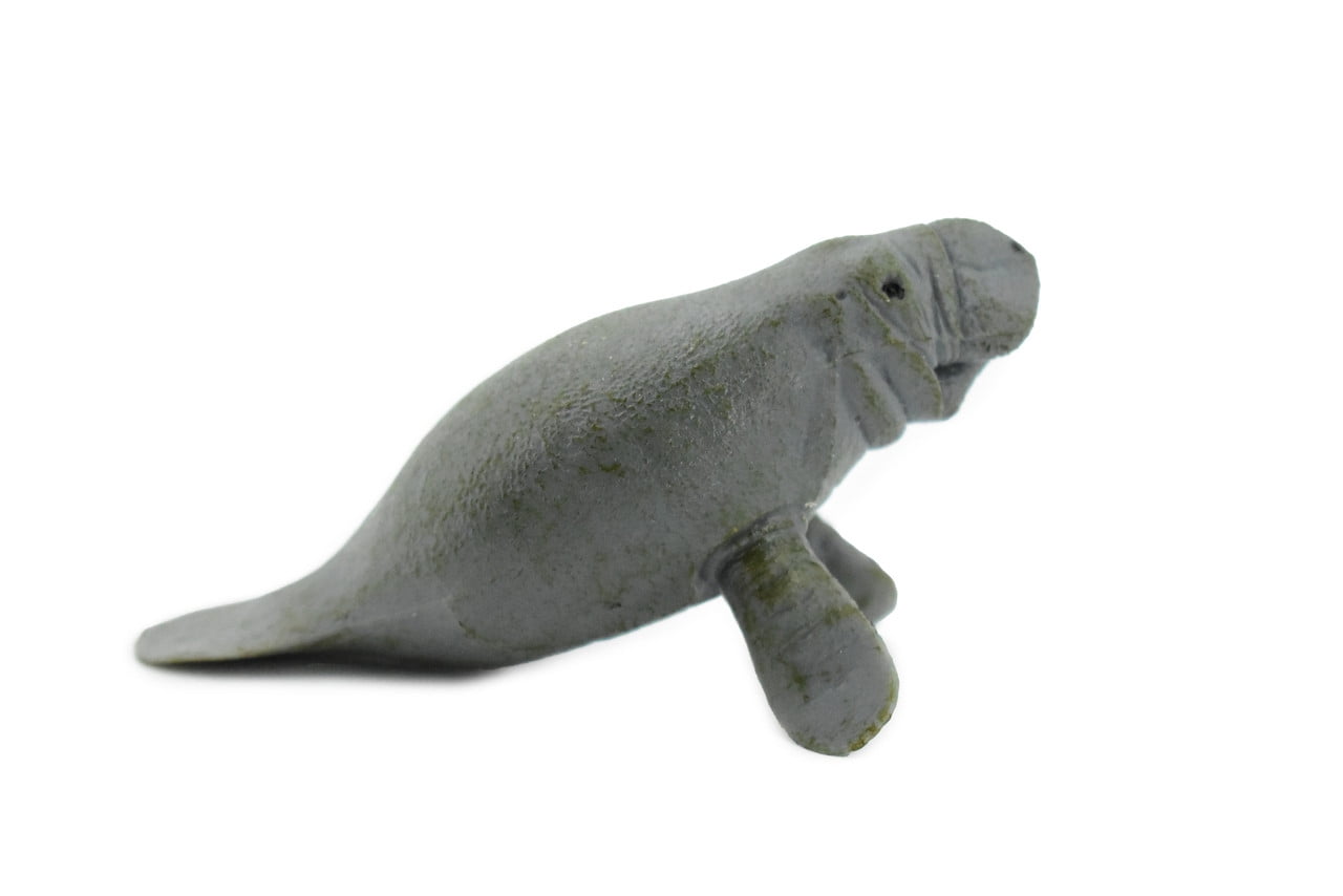 Manatee, Sea Cow, Dugongs, Museum Quality, Hand Painted, Very Realistic ...
