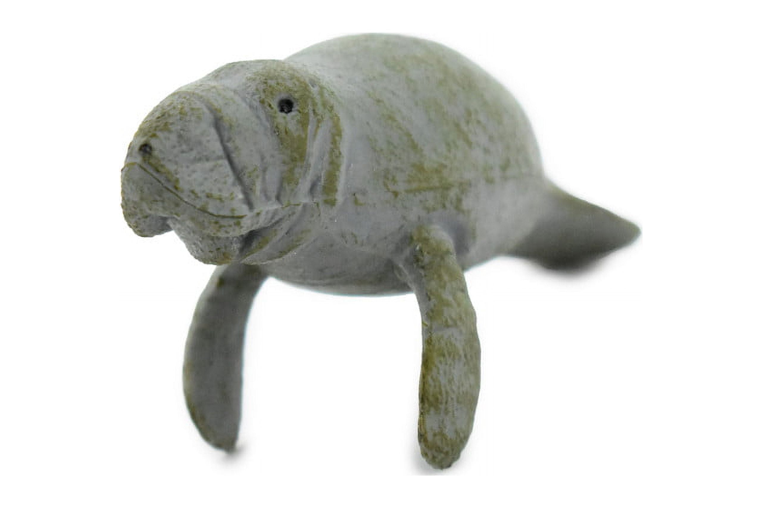 Manatee, Sea Cow, Dugongs, Museum Quality, Hand Painted, Very Realistic ...