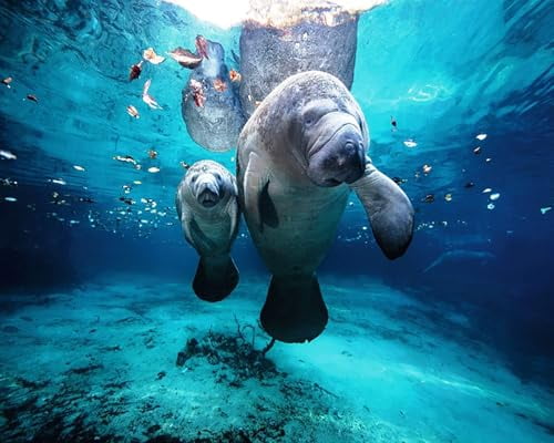 Manatees Edible Icing Sheets- Assorted Image Cake Toppers-Frosting ...