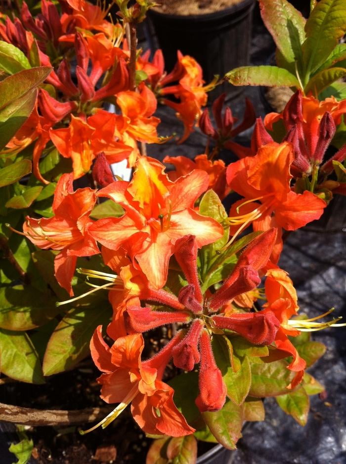 Mandarin Lights' Deciduous Azalea 3 Gallon - Walmart.com