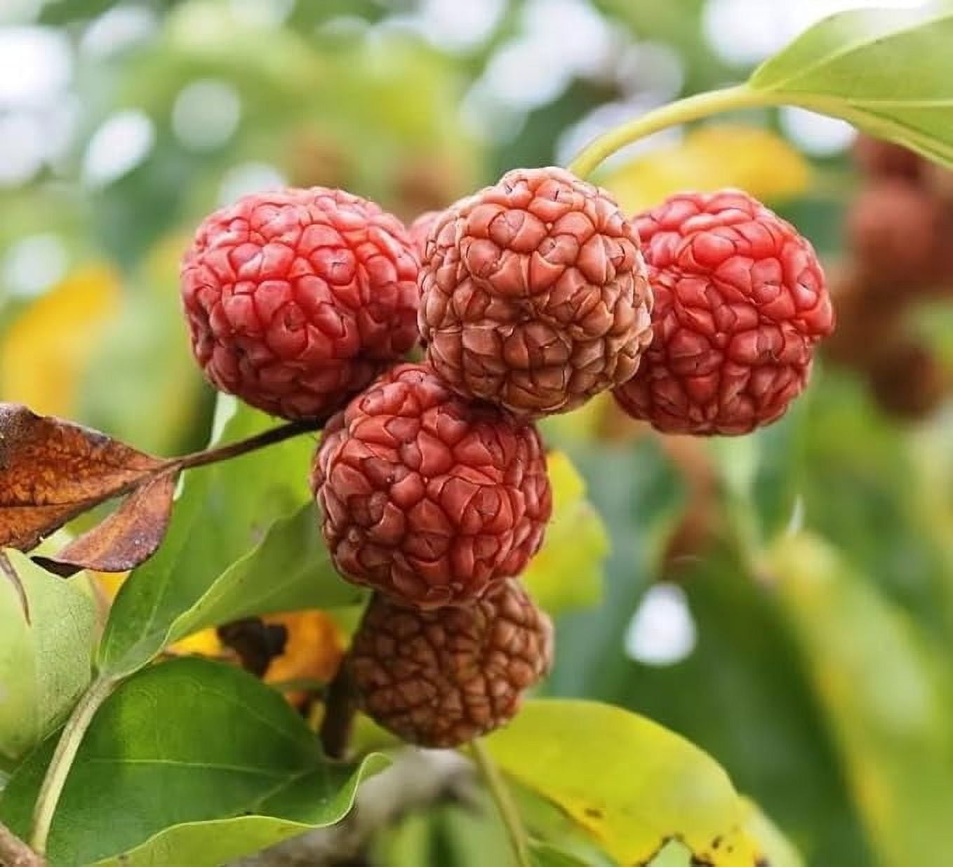 Mandarin Melon Tree Seeds for Planting (10 Seeds) - Maclura ...