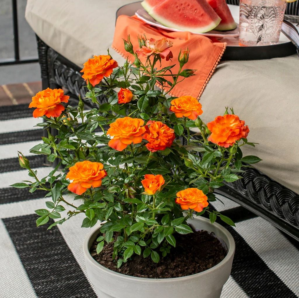 Mandarin Sunblaze® Miniature Rose - Live Plant - ( 1 QT ) - Repeat ...
