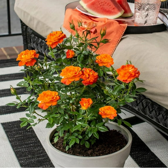 Mandarin Sunblaze® Miniature Rose - Live Plant - ( 1 QT ) - Repeat ...