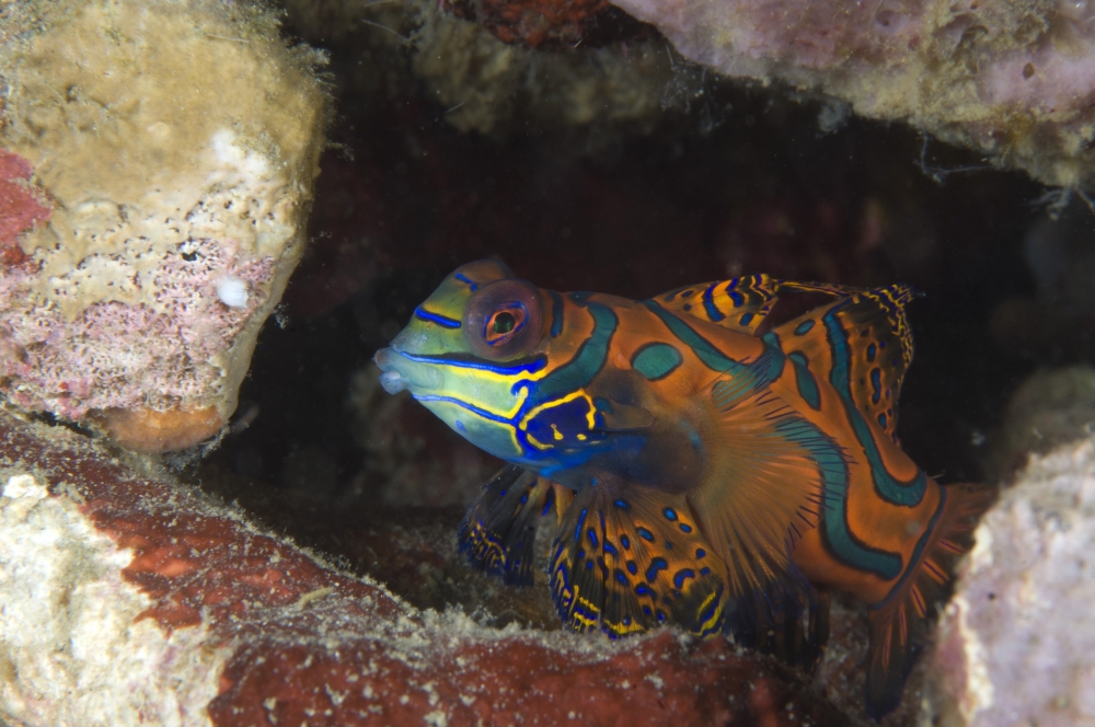 Mandarinfish (Synchiropus splendidus), sheltering amongst rocks, volcano crater, Witu Islands ...