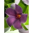 Mandevilla, Bluephoria Blue 4 Inch Pot - Walmart.com