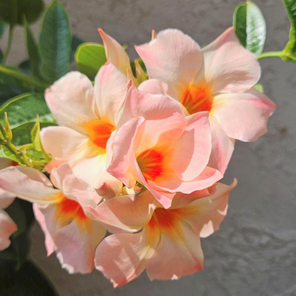 Mandevilla Giant Peach Sunrise for Outdoor Garden, Mandevilla Live ...