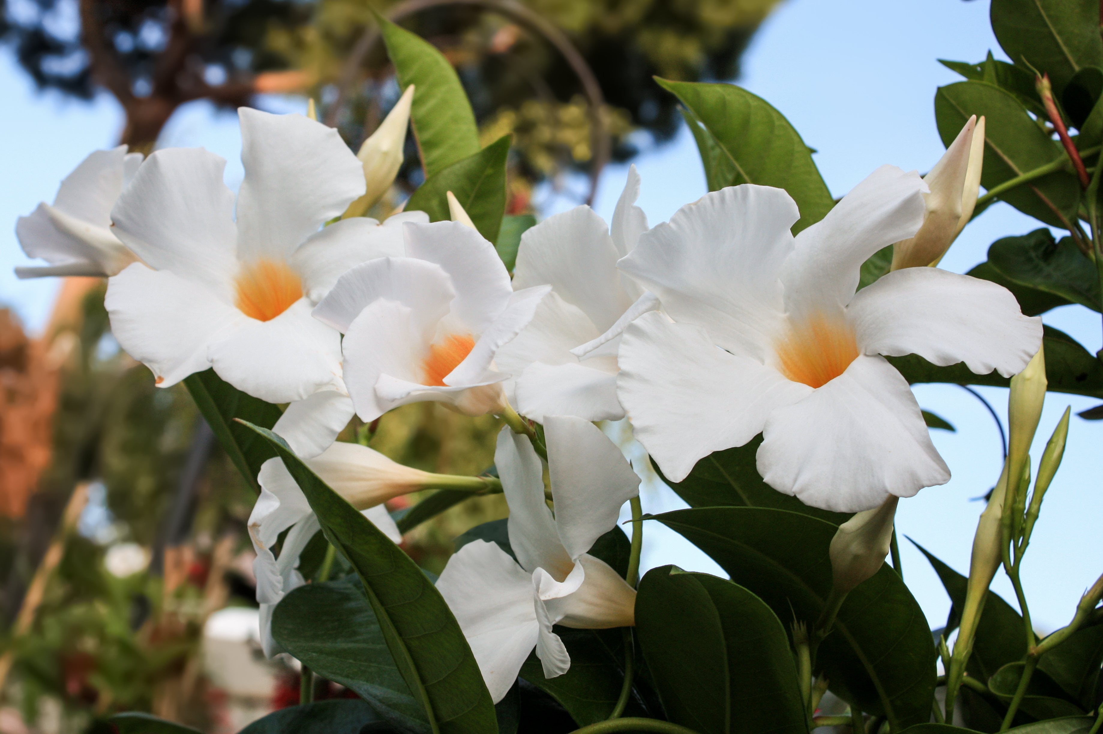 Mandevilla Giant White Flower Starter Plant for Live Outdoor Patio, Lot ...