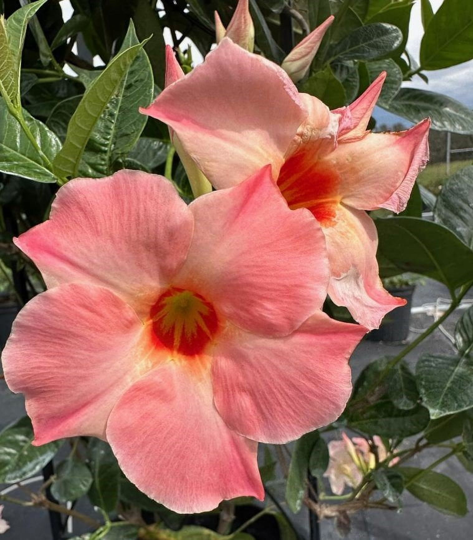 Bush Mandevilla