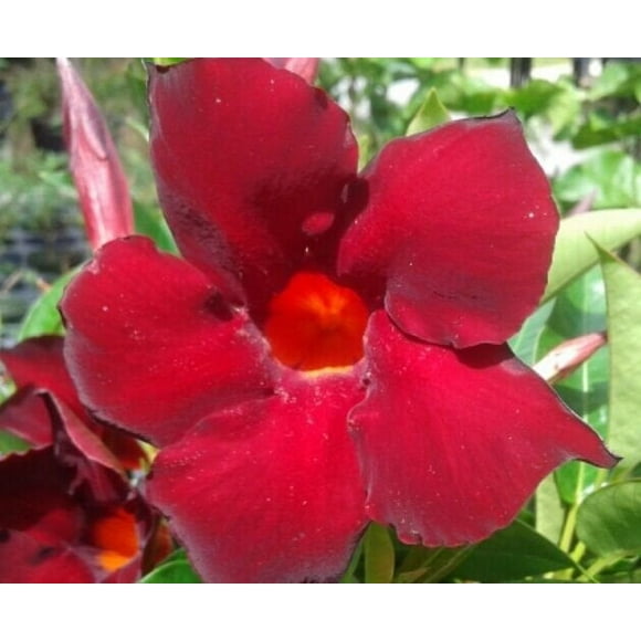 Climbing Mandevilla Plant