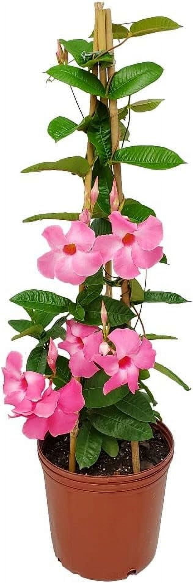 Mandevilla Vine - Pink Giant - Overall Height 36" - Tropical of Florida ...