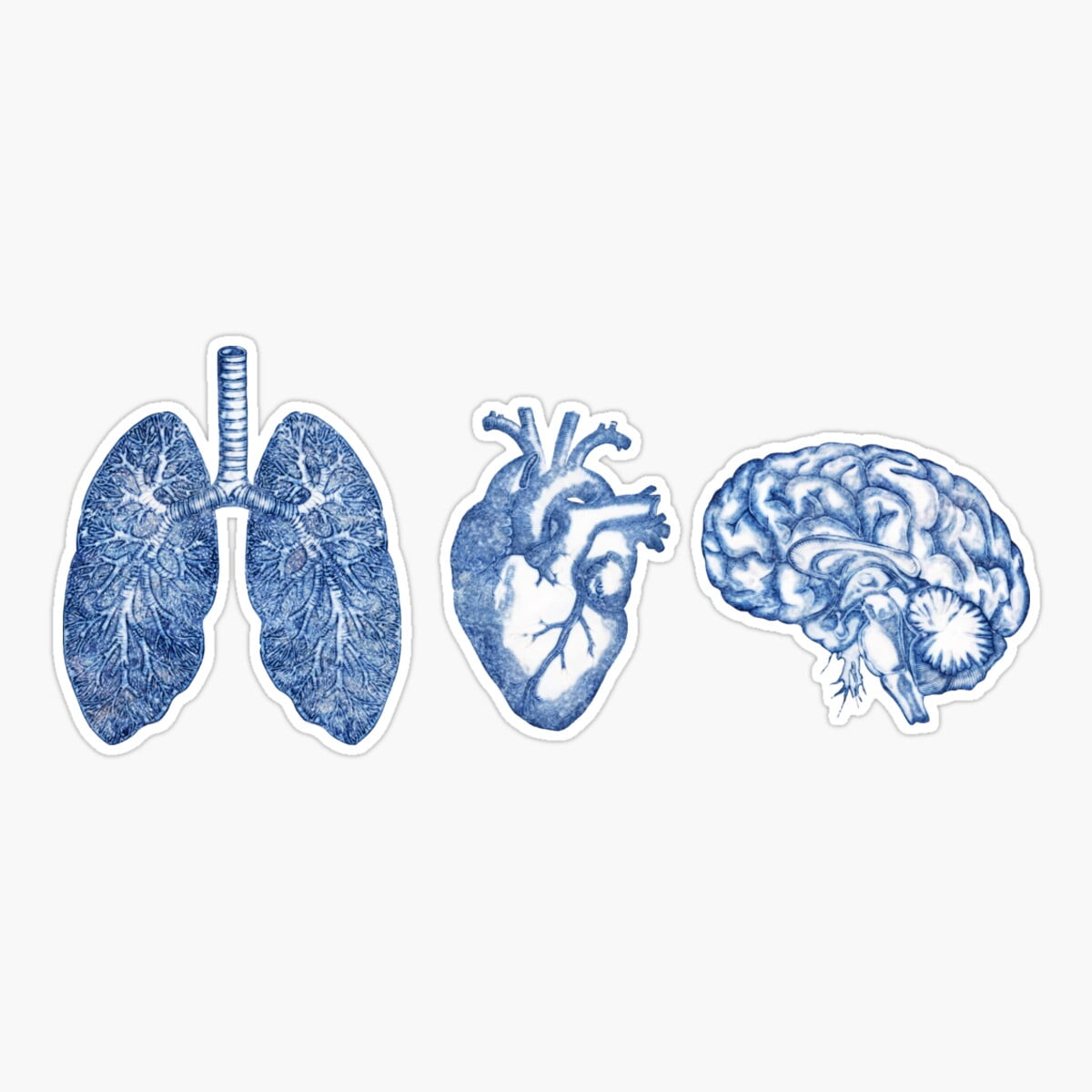 Maneki A Set Of Human Organ, Lungs, Heart And Brain, Blue Navy Er ...