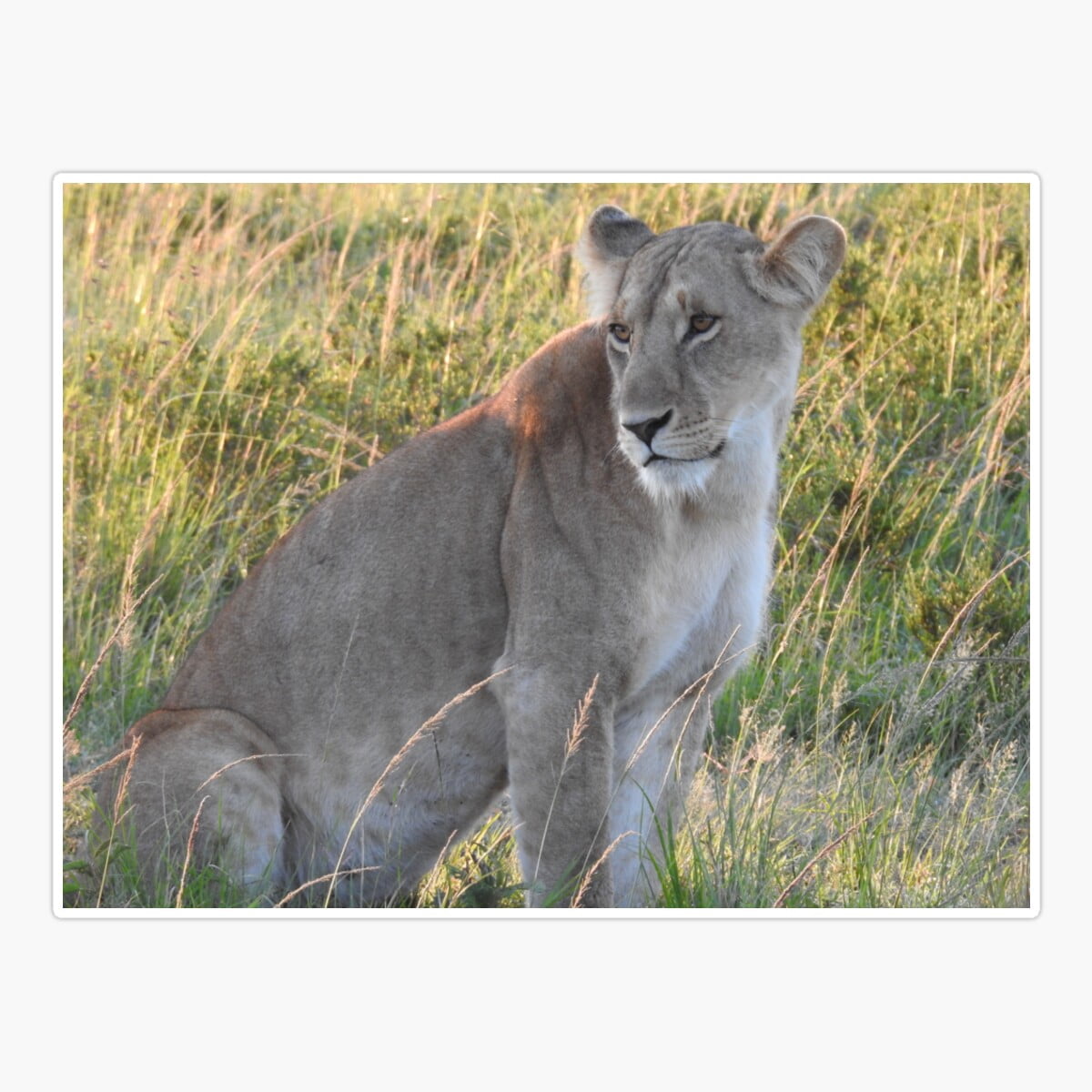 Maneki African Lioness Er, Phone Decal Water Bottle Stickers Car Decals ...