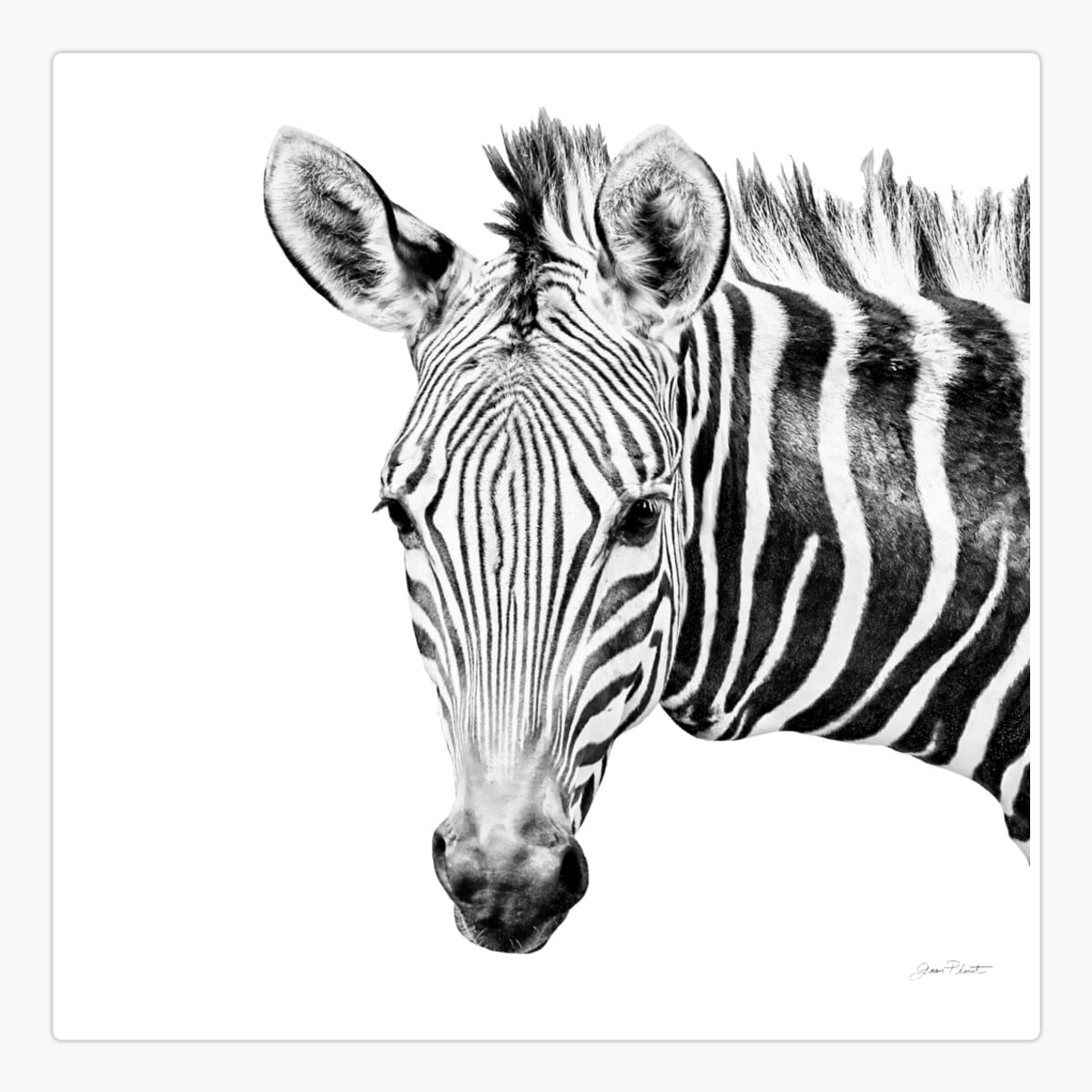 Maneki African Safari Zebra C Er, Phone Decal Water Bottle Stickers Car ...