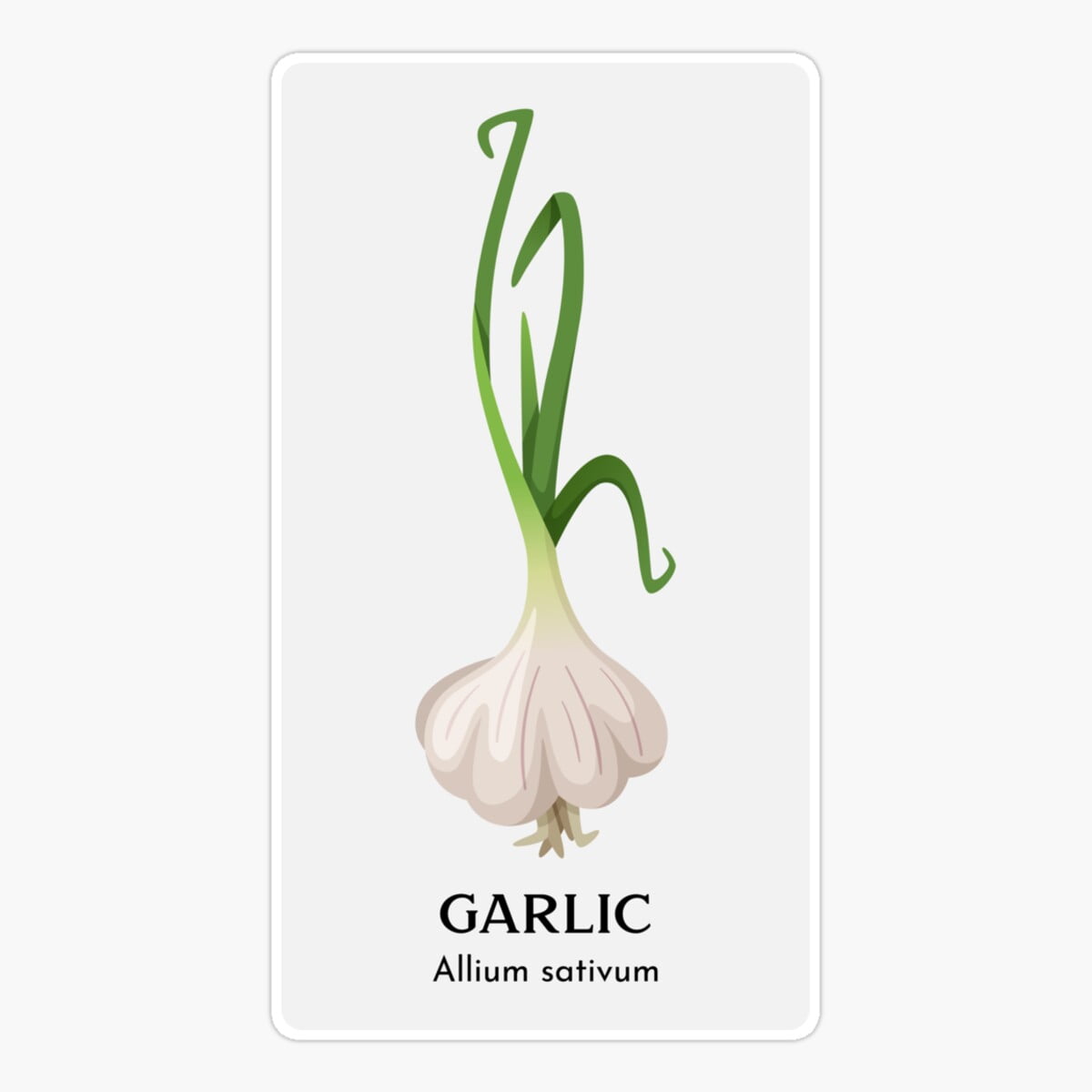 Maneki Allium Sativum (Garlic) Sticker, Phone Decal Water Bottle ...