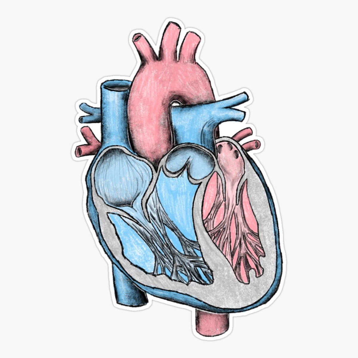 Maneki Anatomical Heart Sketch Er, Phone Decal Water Bottle Stickers ...