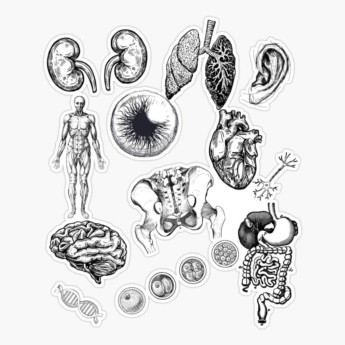 Maneki Anatomy And Physiology Biology Body Parts Gift Er, Phone Decal ...