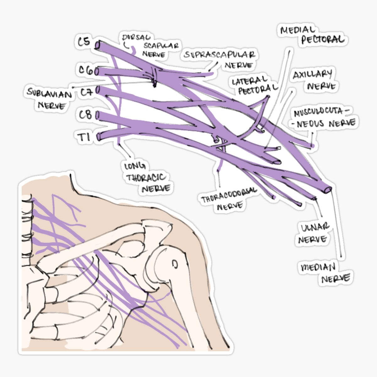 Maneki Anatomy - Brachial Plexus - Physical Therapy Er Er, Phone Decal ...