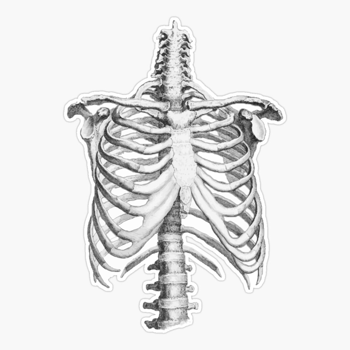 Maneki Anatomy, Ribcage, Rib Cage,Skeleton Er, Phone Decal Water Bottle ...