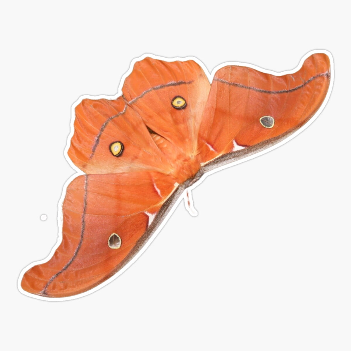 Maneki Antheraea Godmani Male / Rare Moth (Saturniidae) Sticker, Phone ...