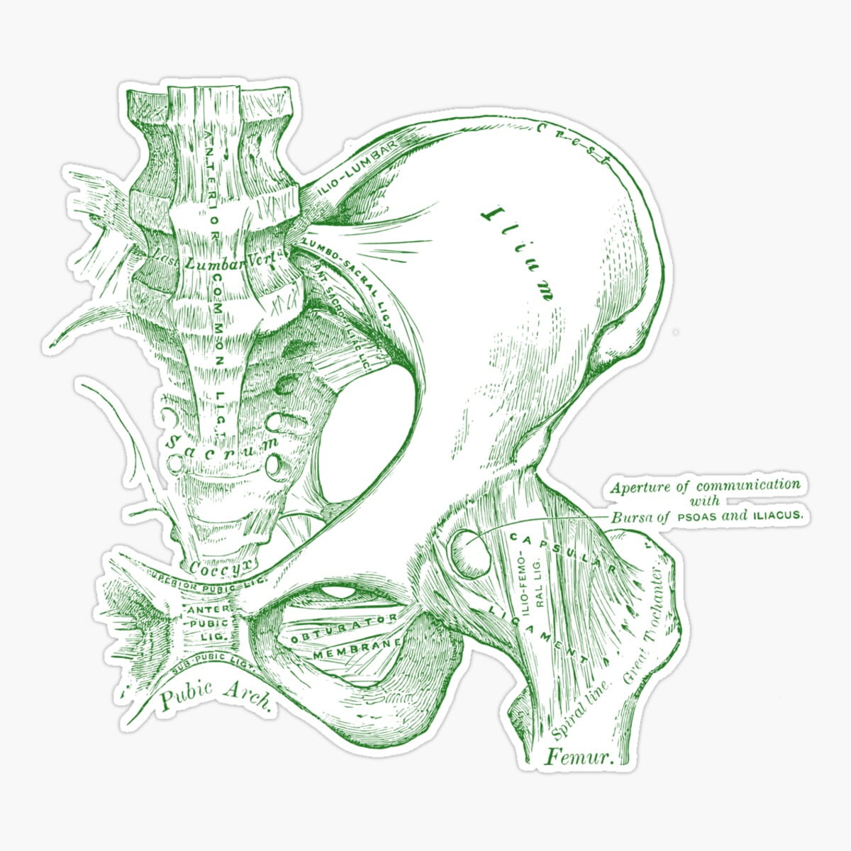 Maneki Antique Anatomy Human Pelvis Er, Phone Decal Water Bottle ...