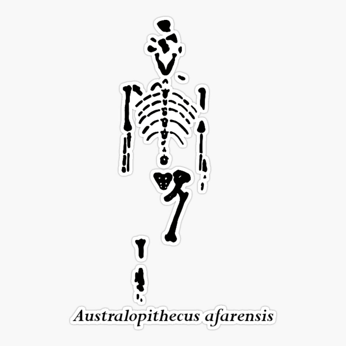 Maneki Australopithecus Aarensis - Lucy Skeleton Er, Phone Decal Water ...