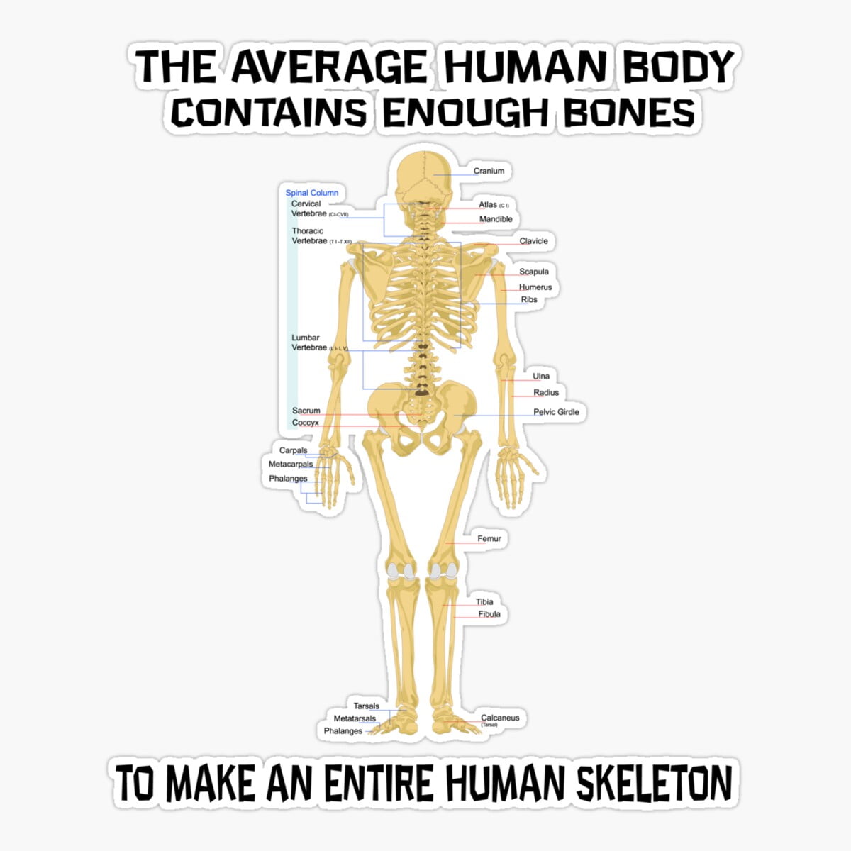 Maneki The Average Human Body Contains Enough Bones To Make An Entire ...