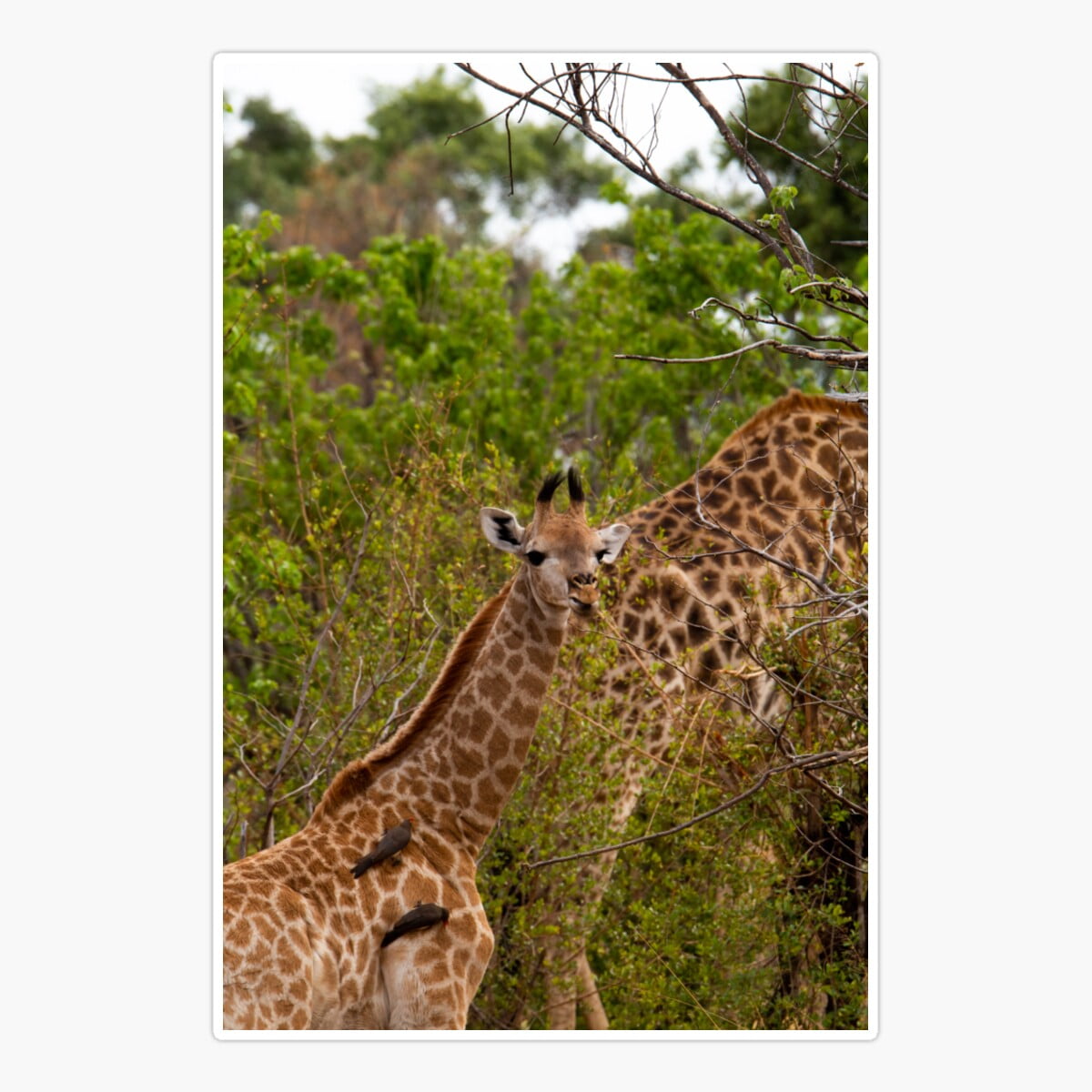 Maneki Baby Giraffe In The Bush Er, Phone Decal Water Bottle Stickers ...