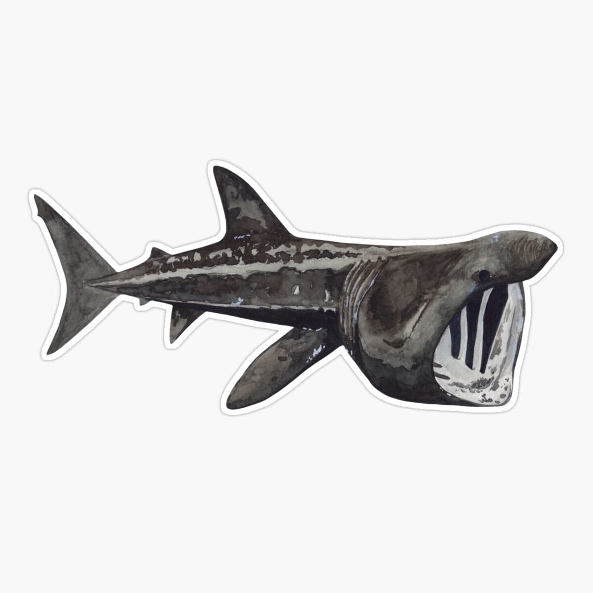 Maneki Basking Shark-Cetorhinus Maximus Sticker, Phone Decal Water ...