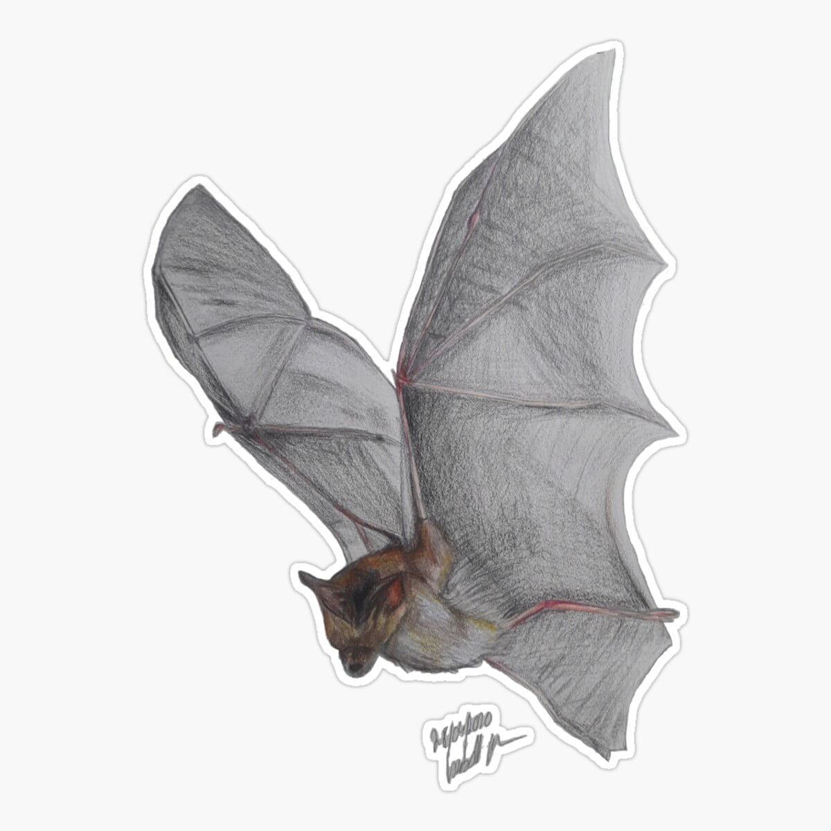 Maneki Bat Colored Pencil Drawing Realistic Er, Phone Decal Water ...