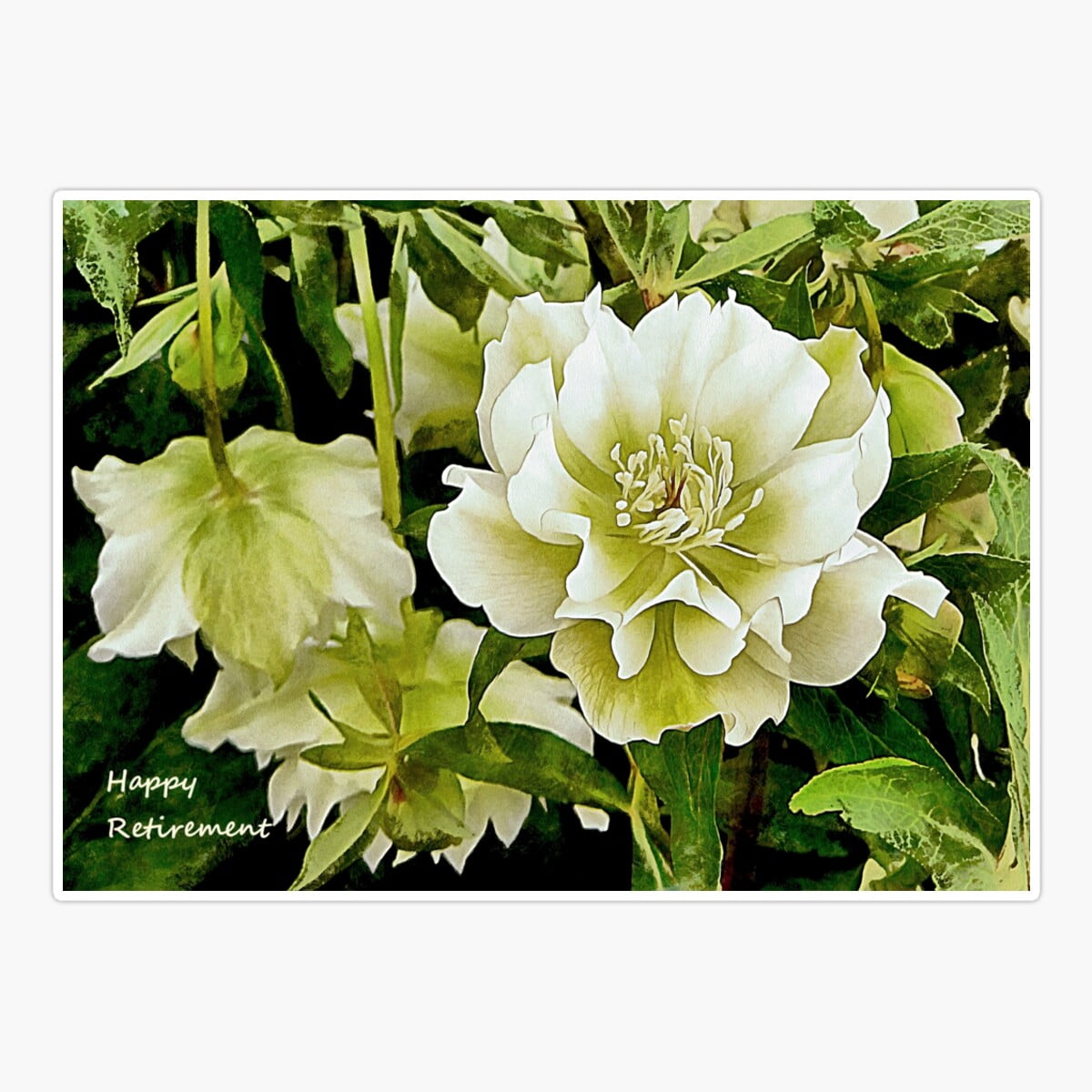 Maneki Beauty In A Lenten Rose With Happy Retirement Er, Phone Decal ...