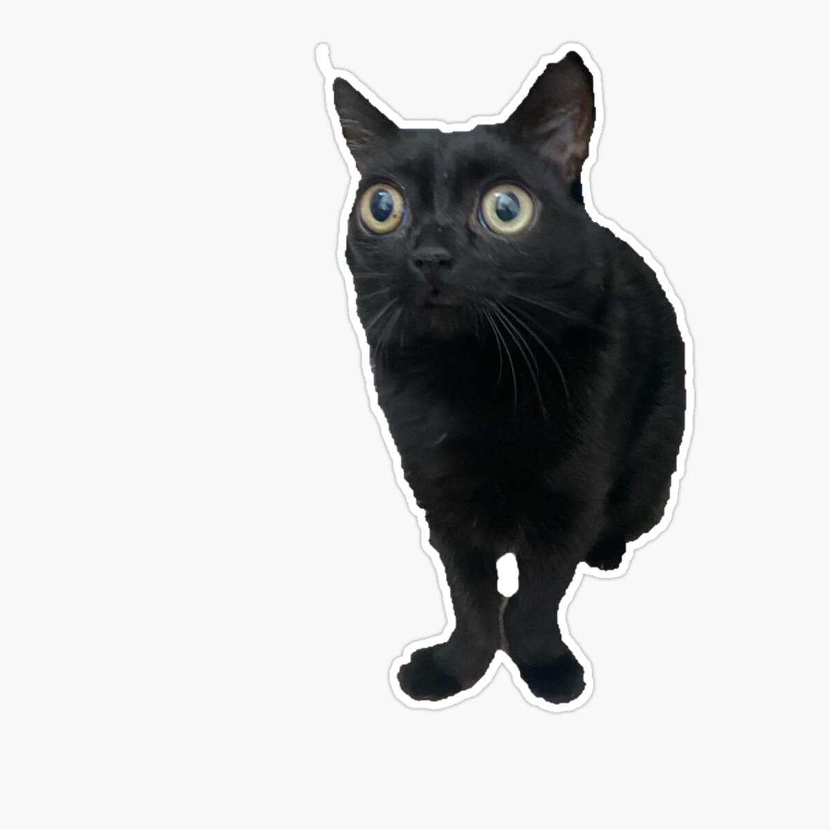 Maneki Bigootjinx - A Viral Cat Sticker, Phone Decal Water Bottle ...