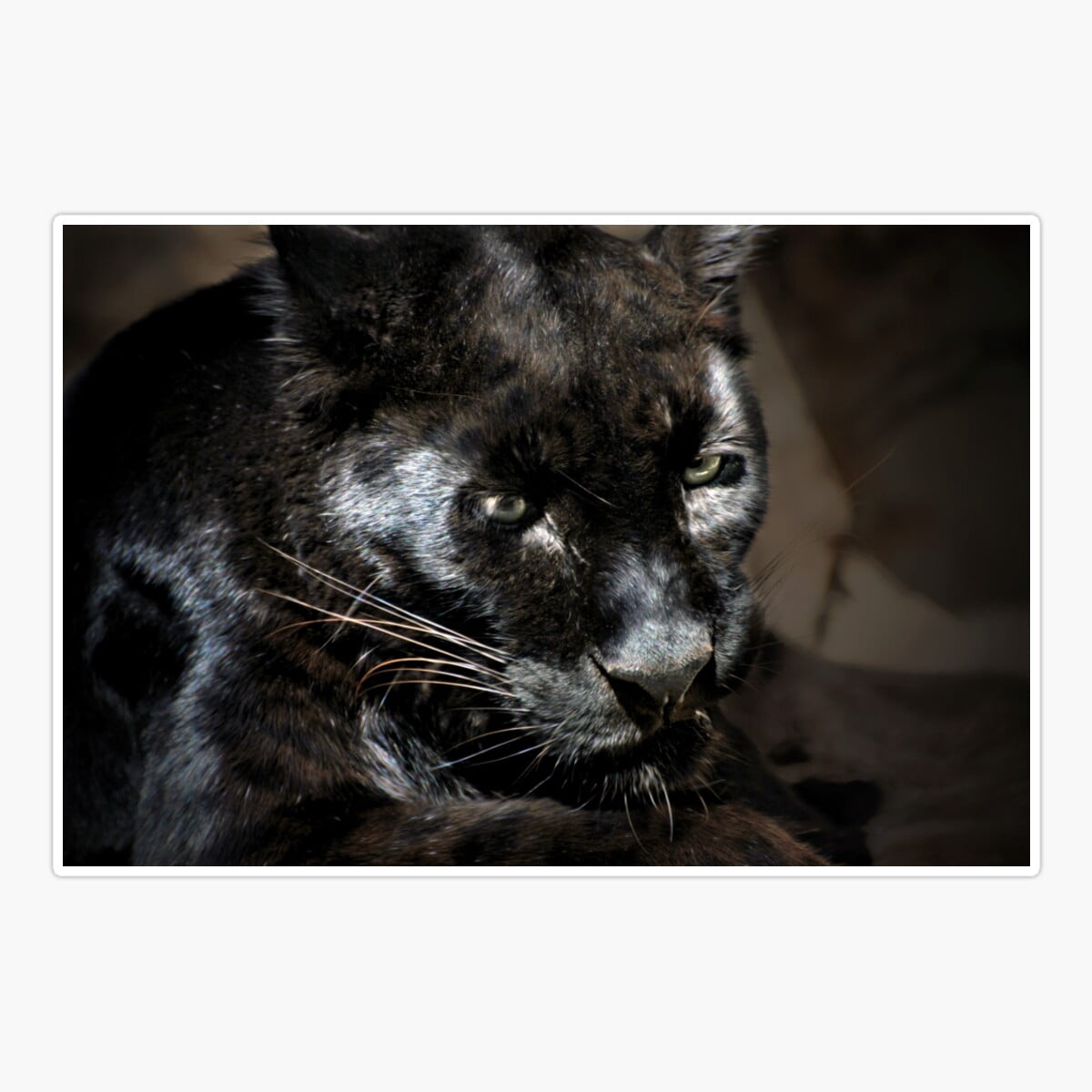 Maneki Black Panther Er, Phone Decal Water Bottle Stickers Car Decals ...