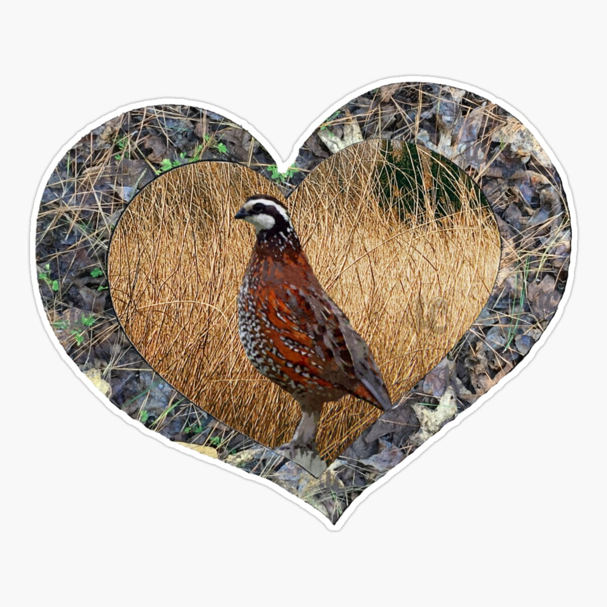 Maneki Bobwhite Quail In Camoulage Heart Design Or Quail Hunters And ...