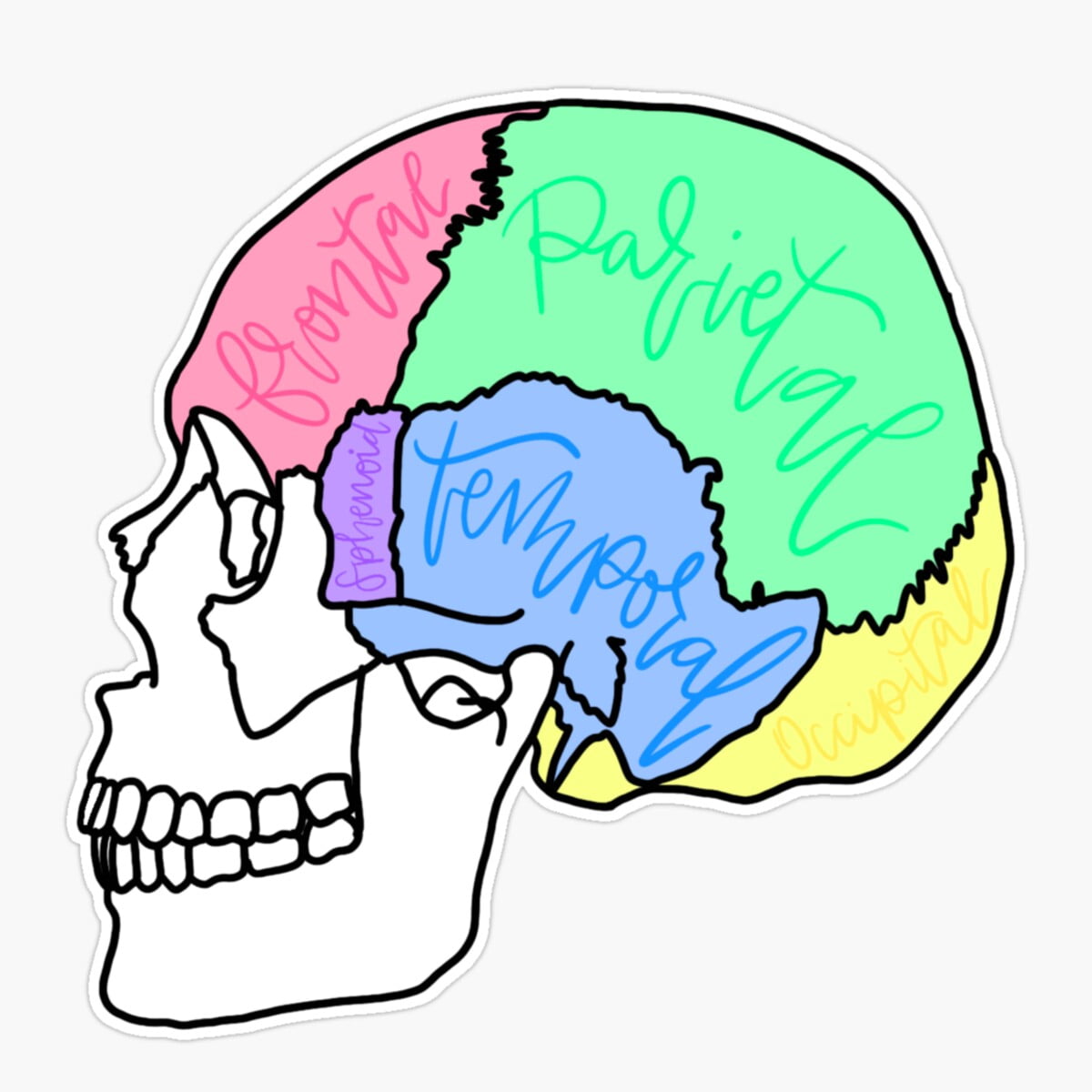 Maneki Bones O The Skull Er, Phone Decal Water Bottle Stickers Car ...