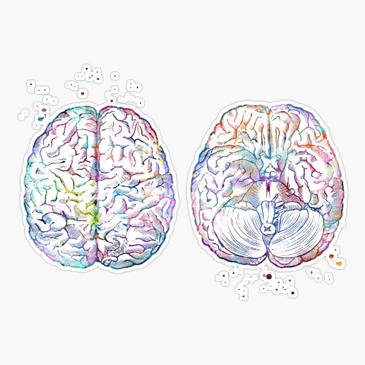 Maneki Brain Anatomy Superior And Inferior View Er, Phone Decal Water ...