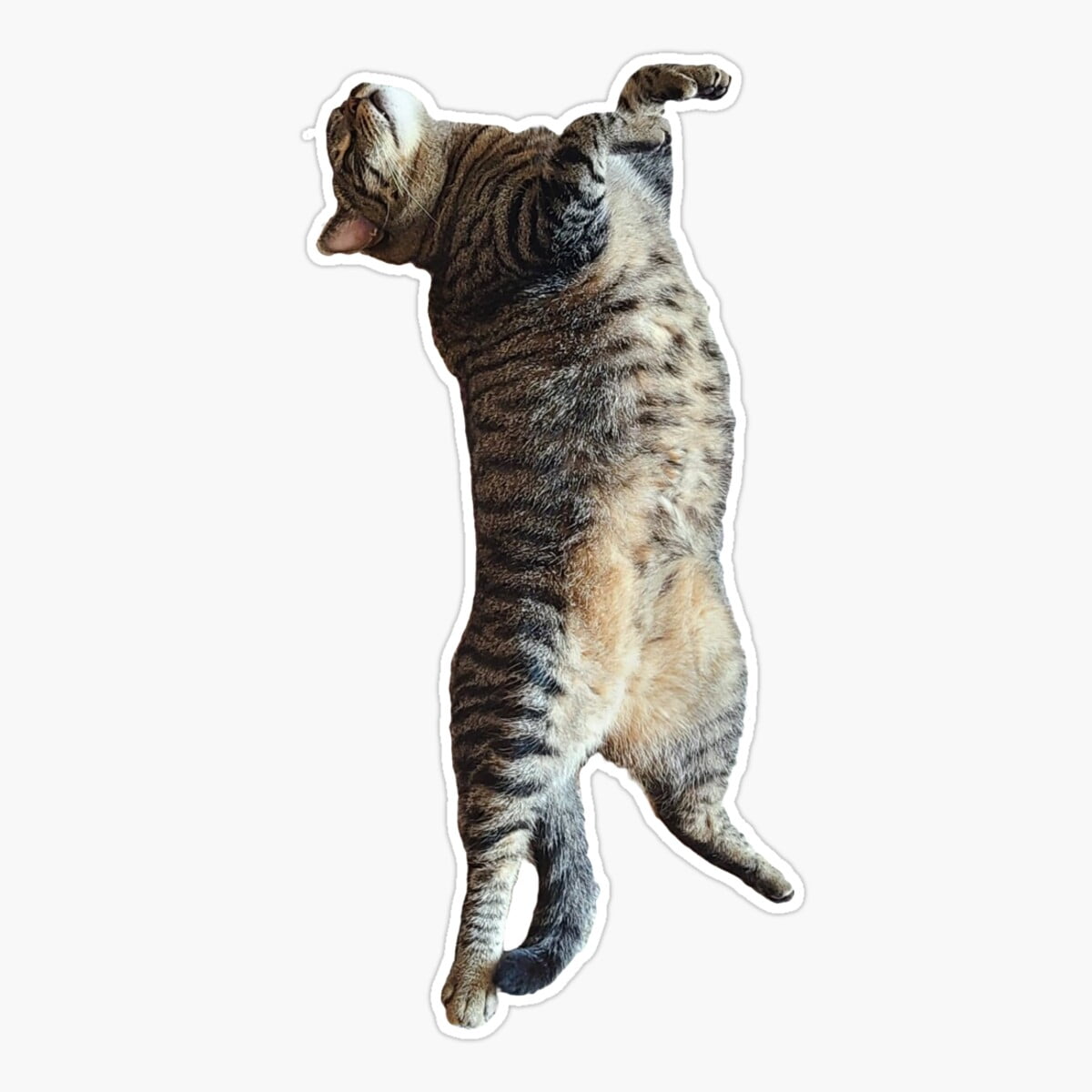 Maneki Brown Tabby On Her Back Sticker, Phone Decal Water Bottle ...