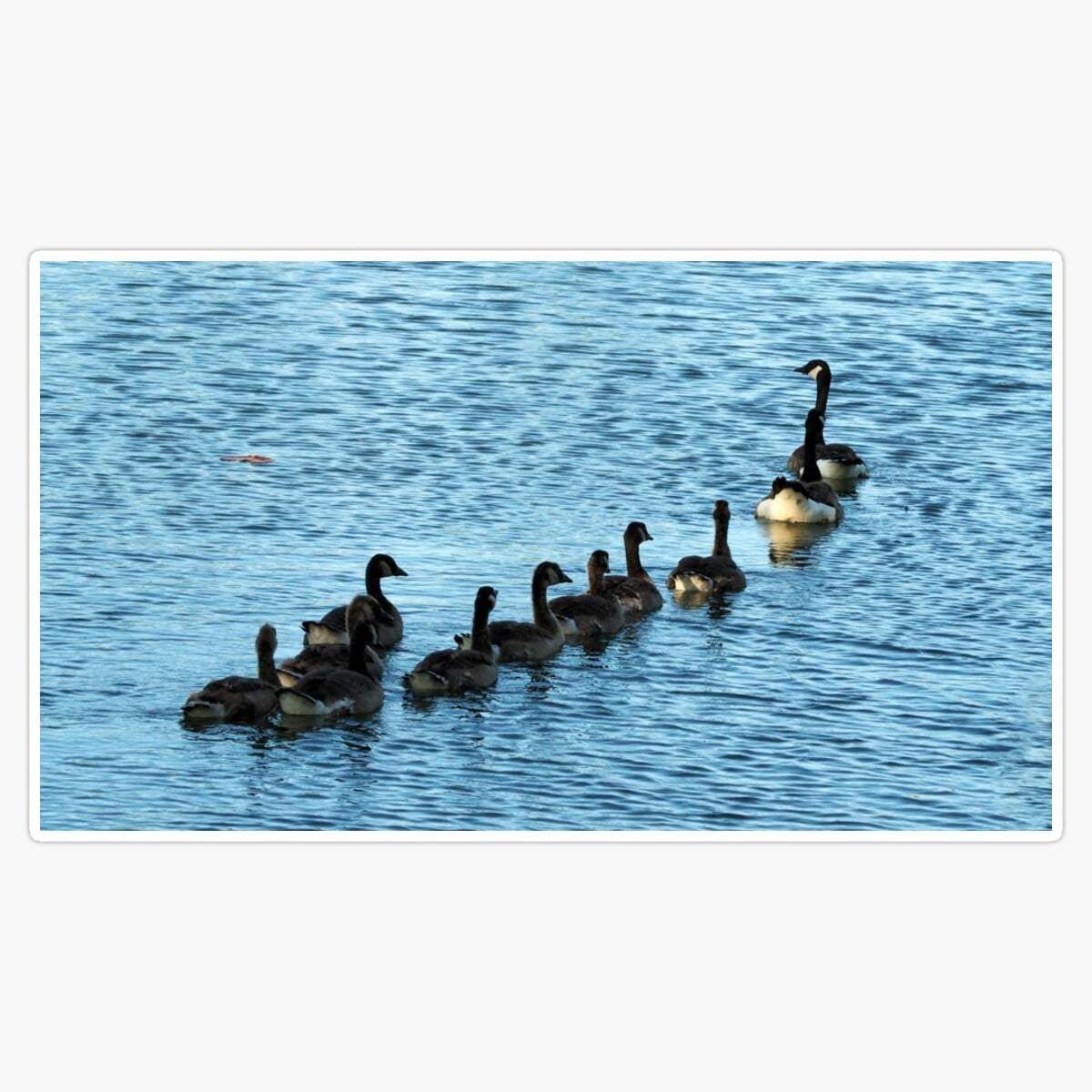 Maneki Canada Geese Swimming In A Row - Wild Canada Goose Bird Er ...