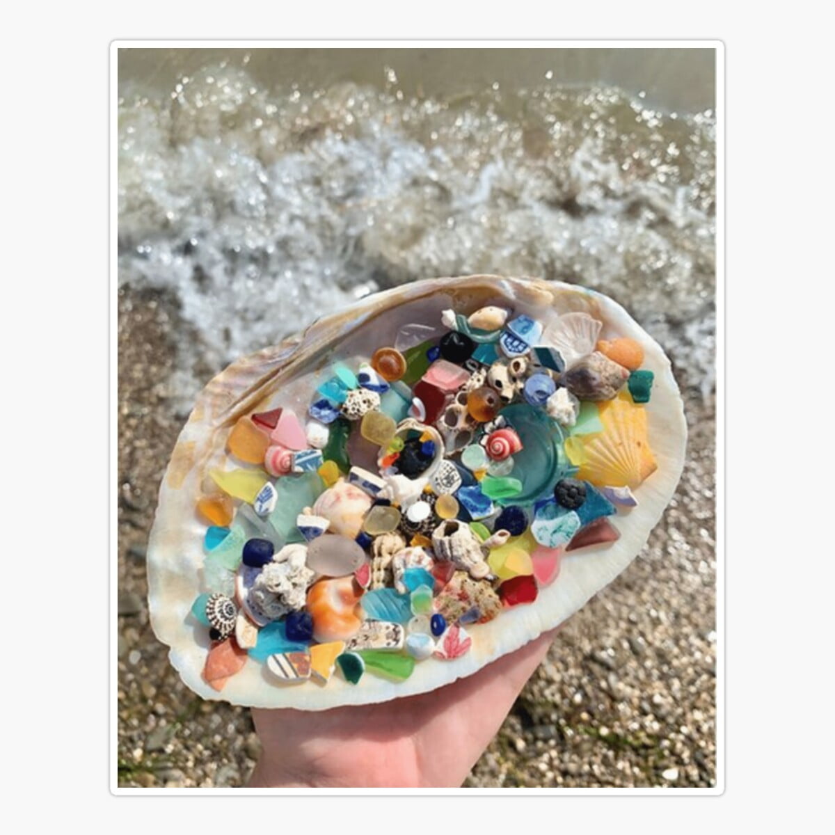 Maneki Cape Cod Sea Shells In The Hand - Days Collection Ofound ...