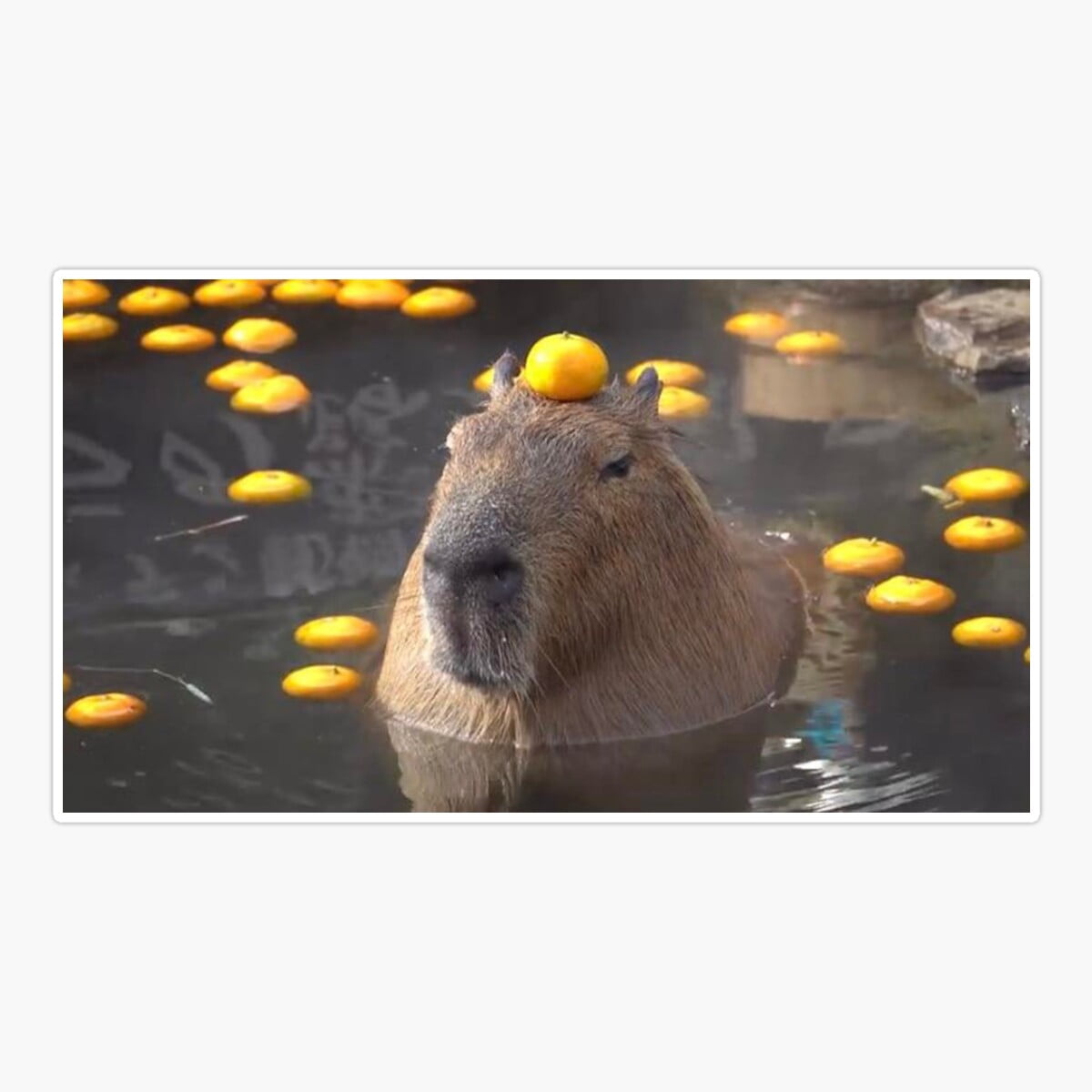 Maneki Capybara With Orange Er, Phone Decal Water Bottle Stickers Car ...