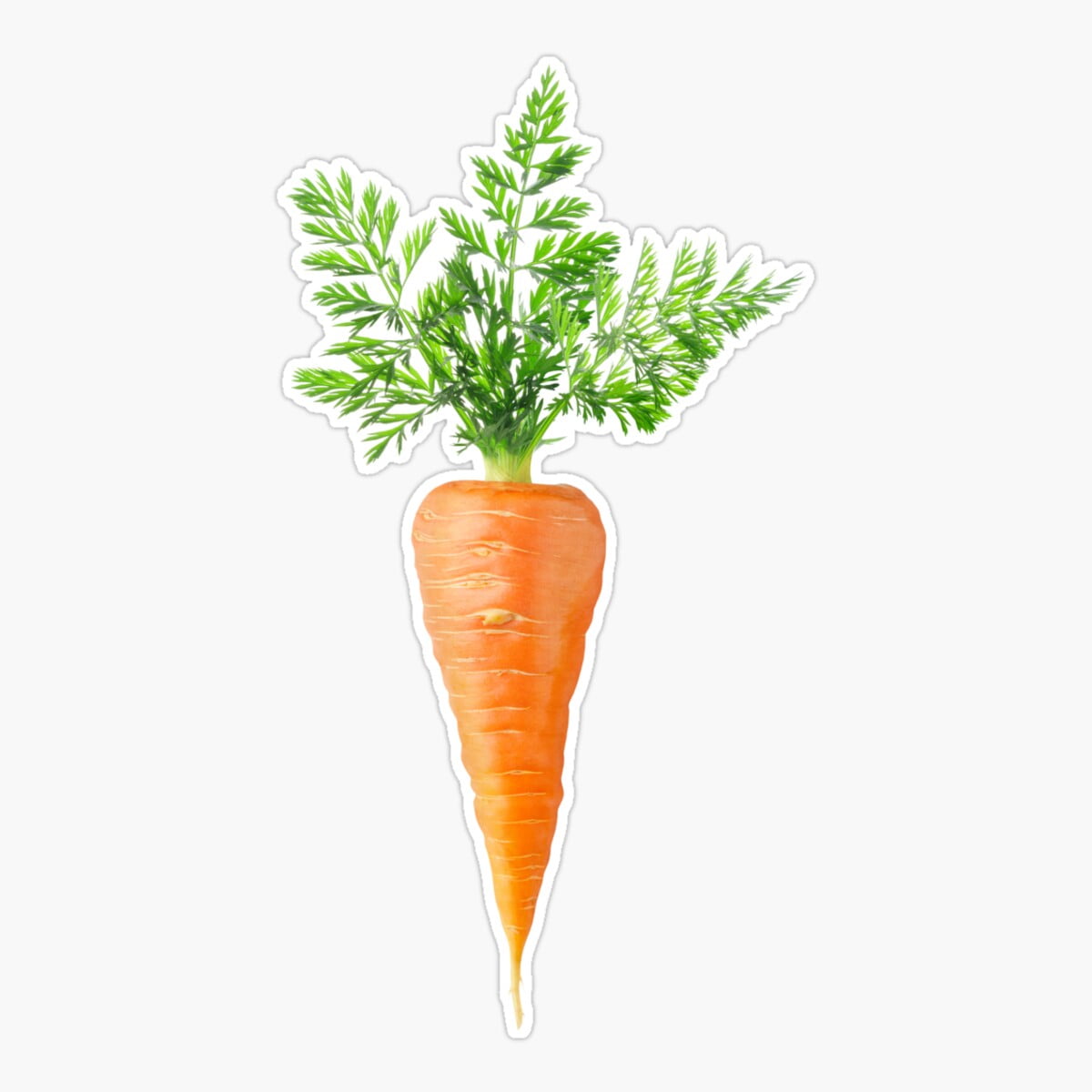 Maneki Carrot With Big Leaves Er, Phone Decal Water Bottle Stickers Car ...