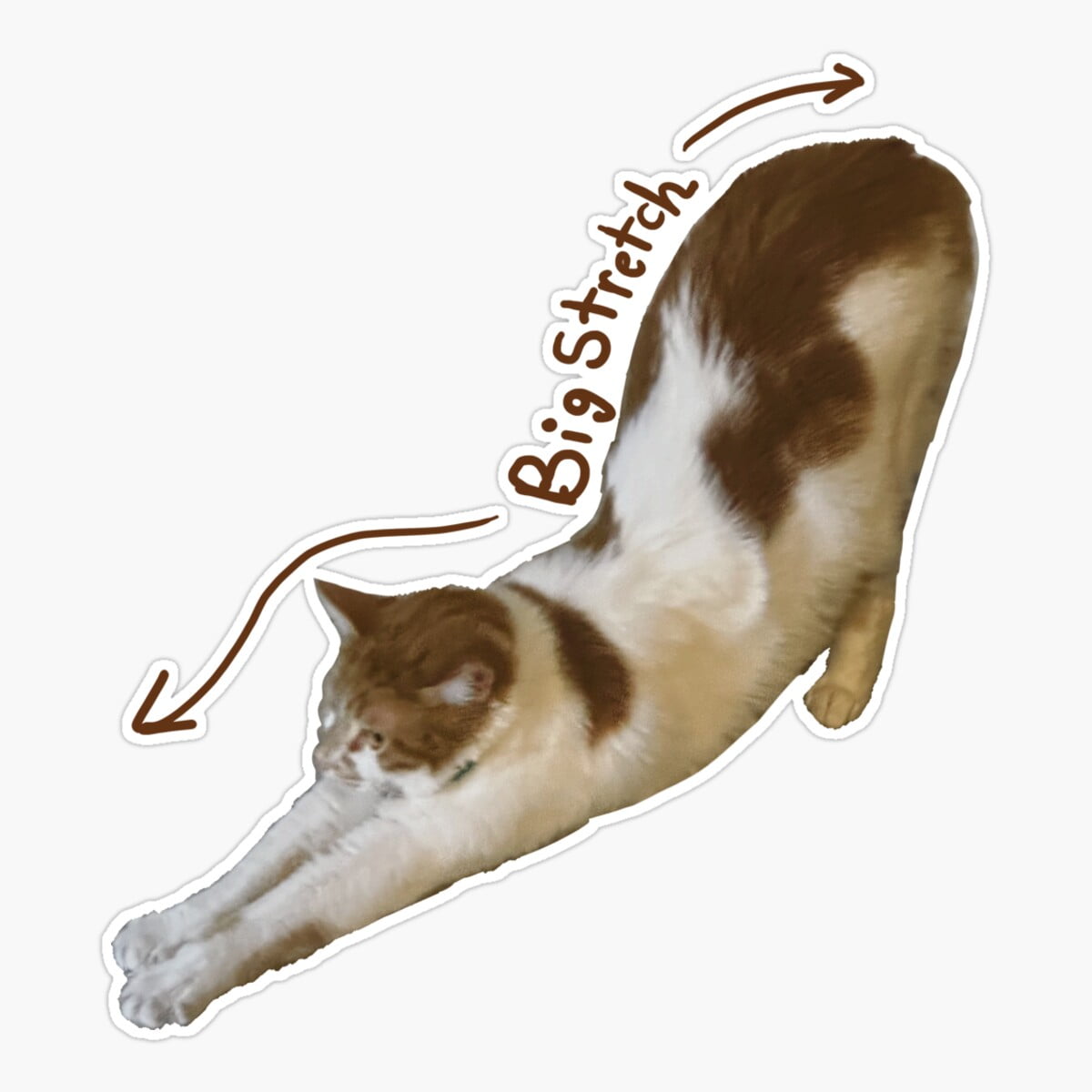 Maneki Cat Called Pumpkin Big Stretch With Text! Sticker, Phone Decal ...