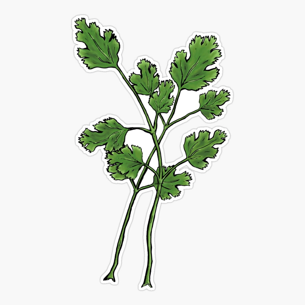 Maneki Cilantro / Coriander Sprigs Blended Color 001 Sticker, Phone ...