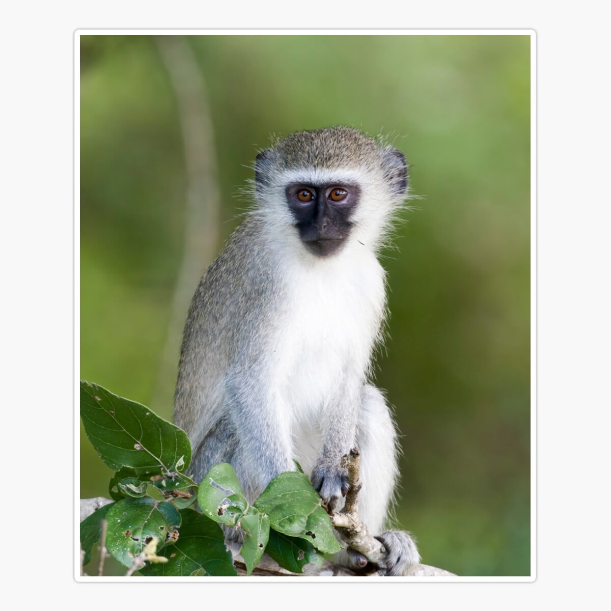Maneki Clic Vervet Monkey Safari Africa T Shirt Er, Phone Decal Water ...
