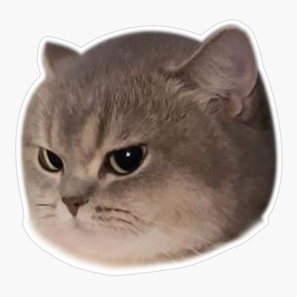 Maneki Cute Angry Cat Unny Cat Sticker, Phone Decal Water Bottle ...